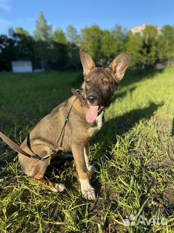 Чудесный щенок в приске дома