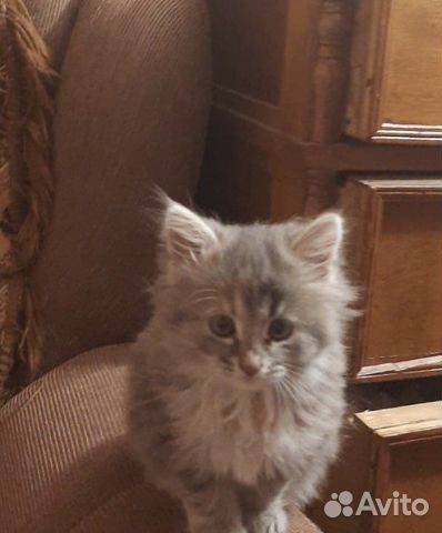 Котенок мальчик в добрые руки