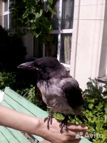 Ворона- птенец