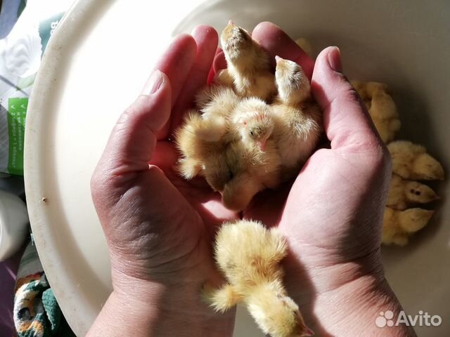 Цыплята перепела