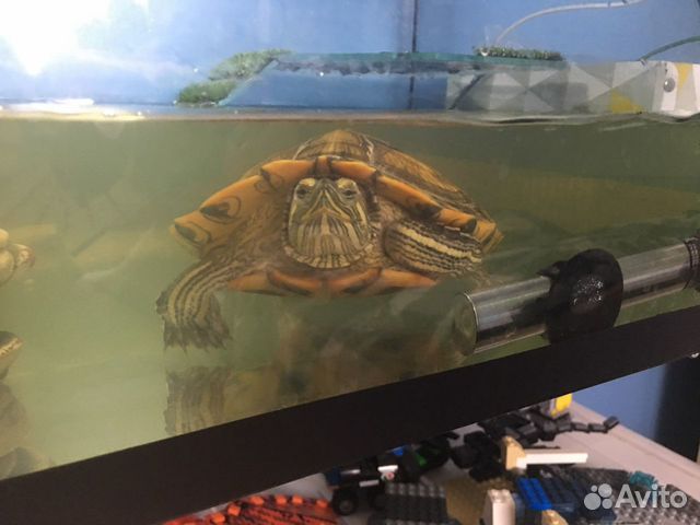 Красноухая черепаха большая с аквариумом