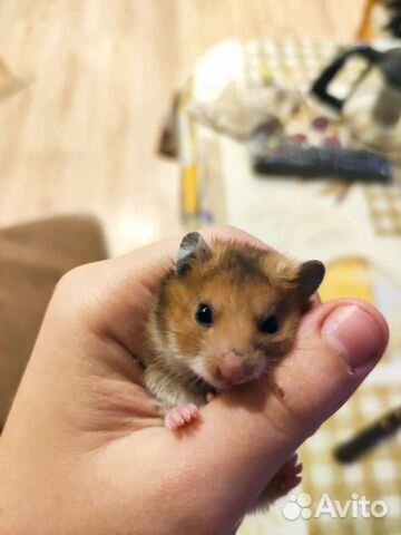 Сирийские хомяки редкого окраса
