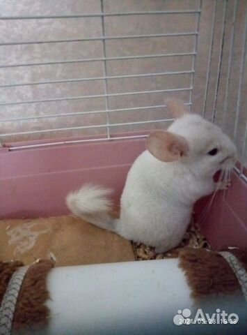 Уникальный малыш бело-розовый сапфир