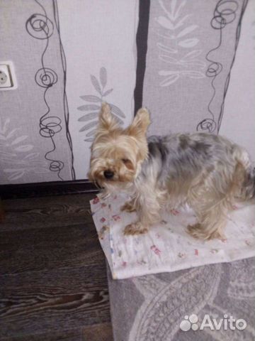 Найдена собака