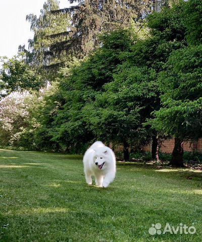 Щеночек самоеда