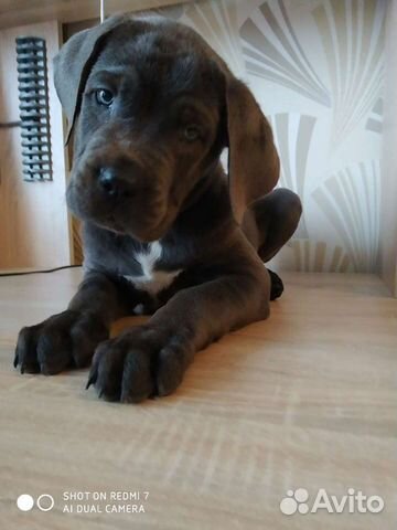 Очаровательные щенки Кане Корсо от чистого итальян