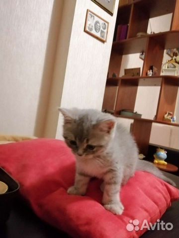 Кошки