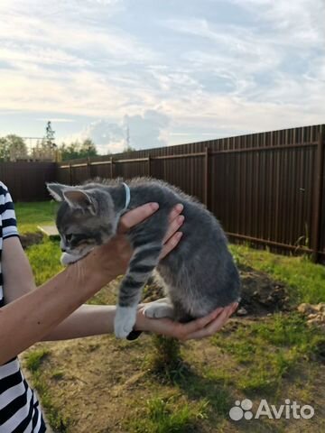 Котенок дымчатый серый