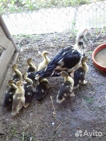 Утята 2,5 недельные