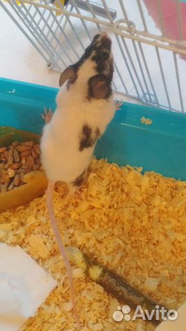 Мышь японская декоративная