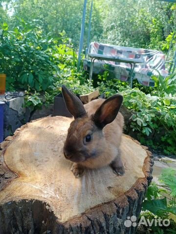 Декоративные карликовые кролики