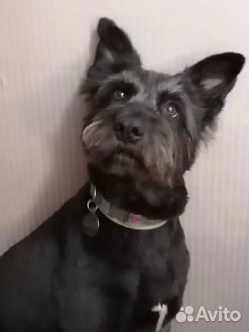 Броша ищет дом