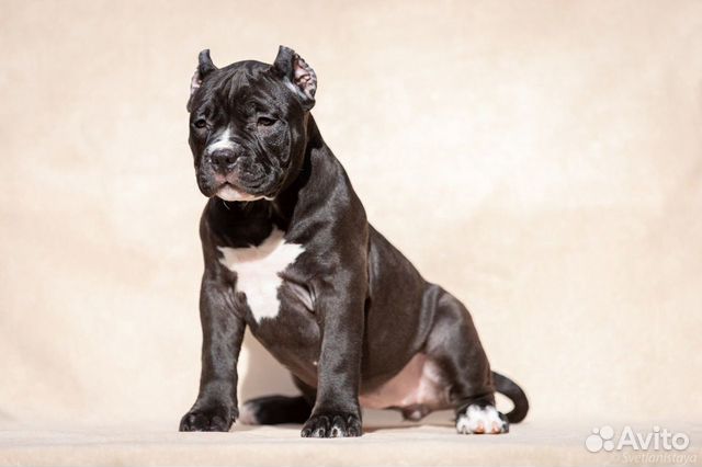 Девочка Американский Булли