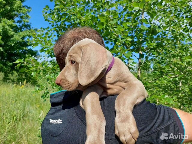 Редкая красота