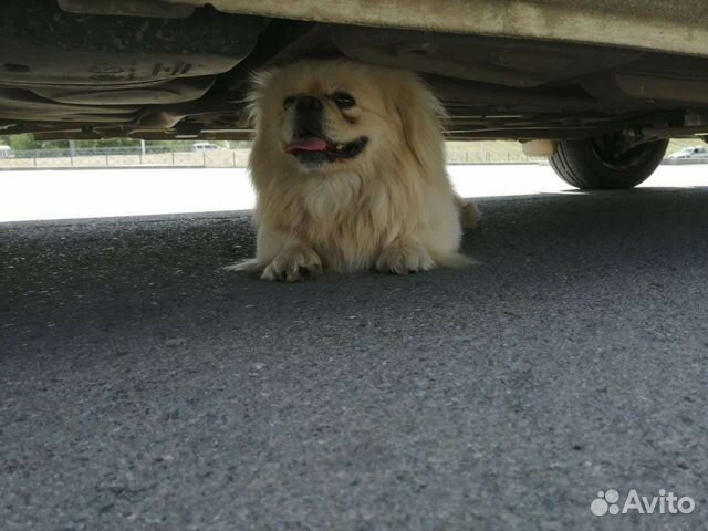 Найден пекинес