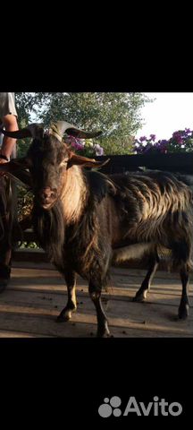 Услуги козла