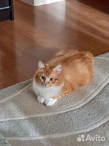 Котёнок курильского бобтейла