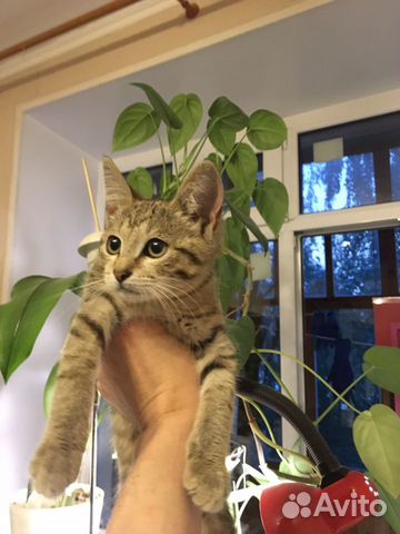Котенок, мальчик, 2 мес с Доставкой