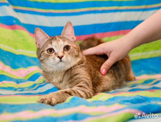 Адель золотистая полосатка в дар