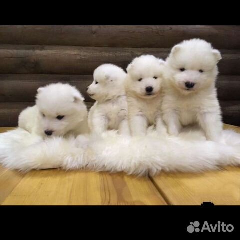 Пушистые друзья