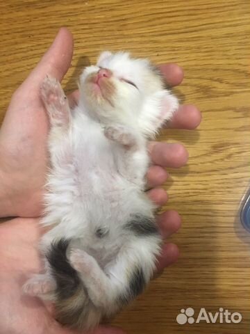 Котенок. пятнистый