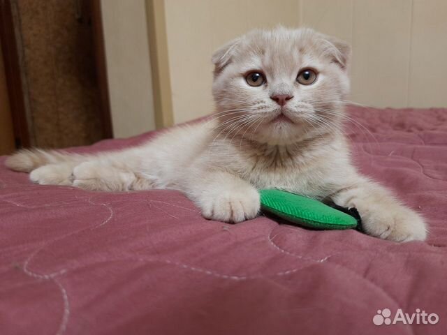 Шотландские котята