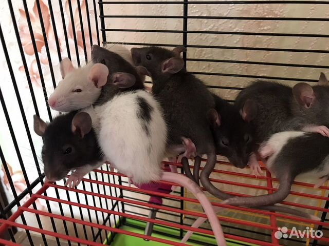 Крысята