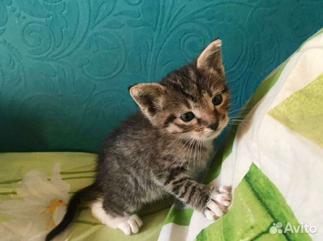 Котенок котик