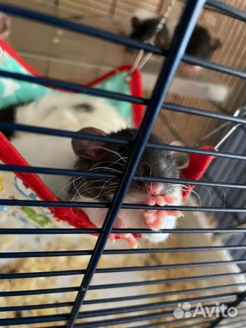 Крысята дамбо 1,5 месяца