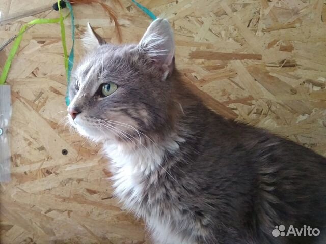 Расчудесный Дымочек