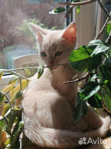 Персиковый котенок девочка
