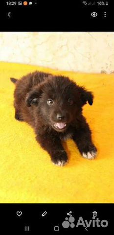 Щенки мальчик и девочка