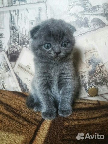 Кошечка