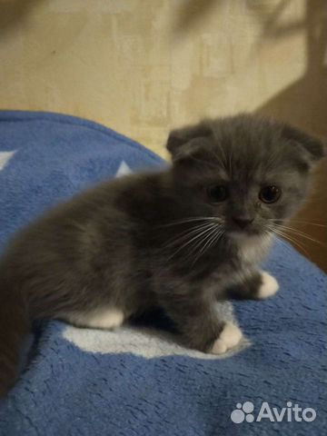 Шотландская