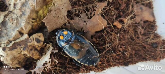 Таракан "Автомобильчик"