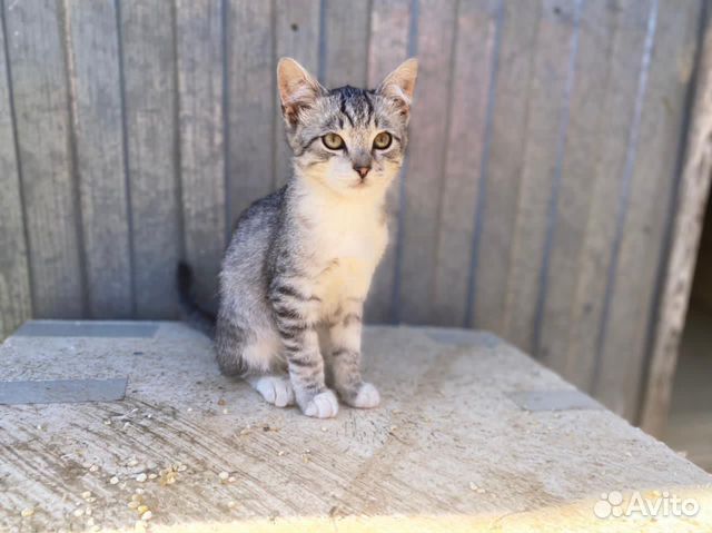 Котёнок ищет семью