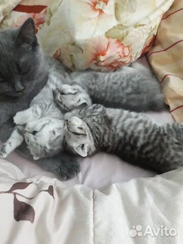Продам котенка