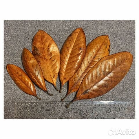 Листья магнолии натуральные