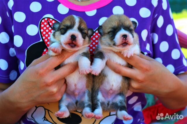 Вельш-корги щенки