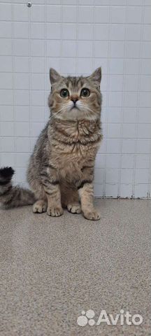 Котята страйт фолд с документами и прививками