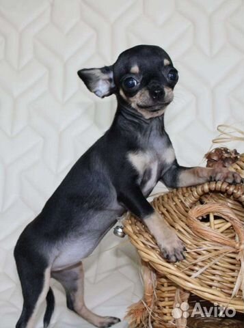 Крошечки девочки