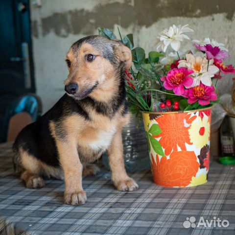 Ищет дом щенок мелкой Собачки Тобби