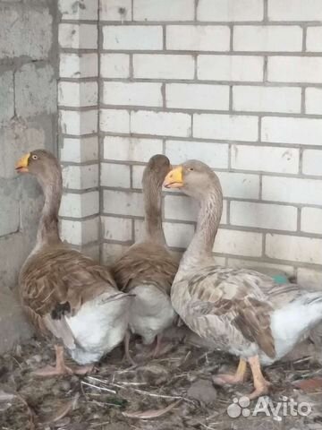 Гуси бойцов ской породы