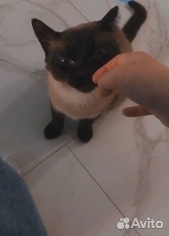 Потерялся сиамский кот