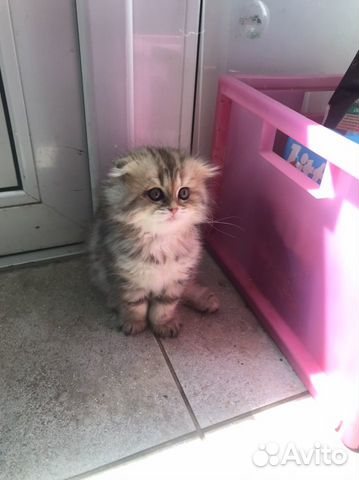 Шотланский котенок