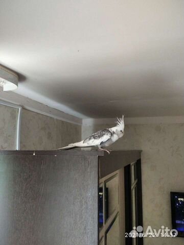 Попугай с клеткой