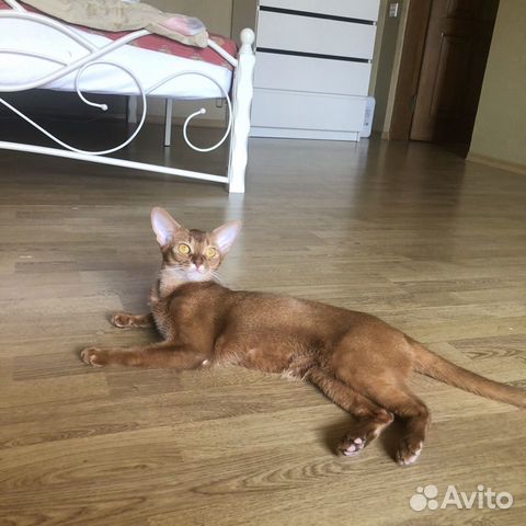 Абассинская