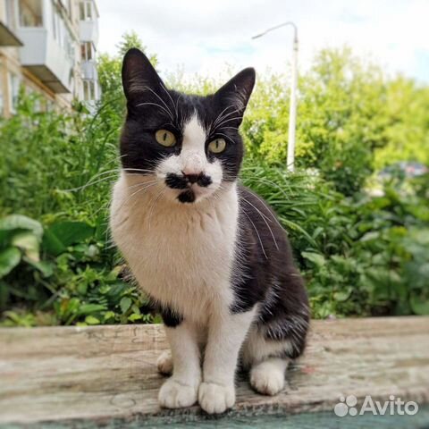 Чёрно-белый брошенный котик