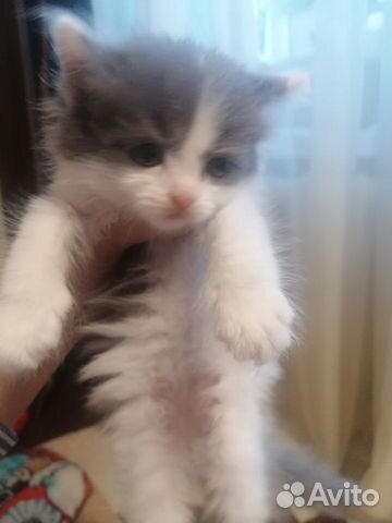 Котята отдам даром, подкинули под дверь, мальчик п