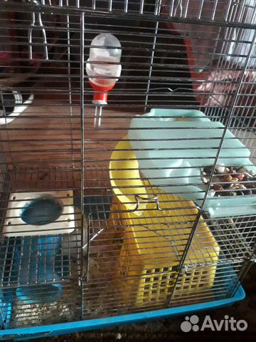 Крысята дамбо